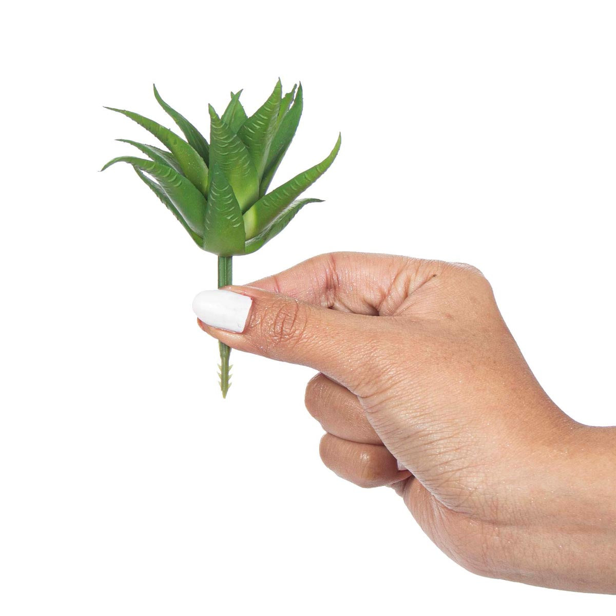 Cactus Chico Sin Maceta 10cm | Fantasias Miguel – Fantasías Miguel