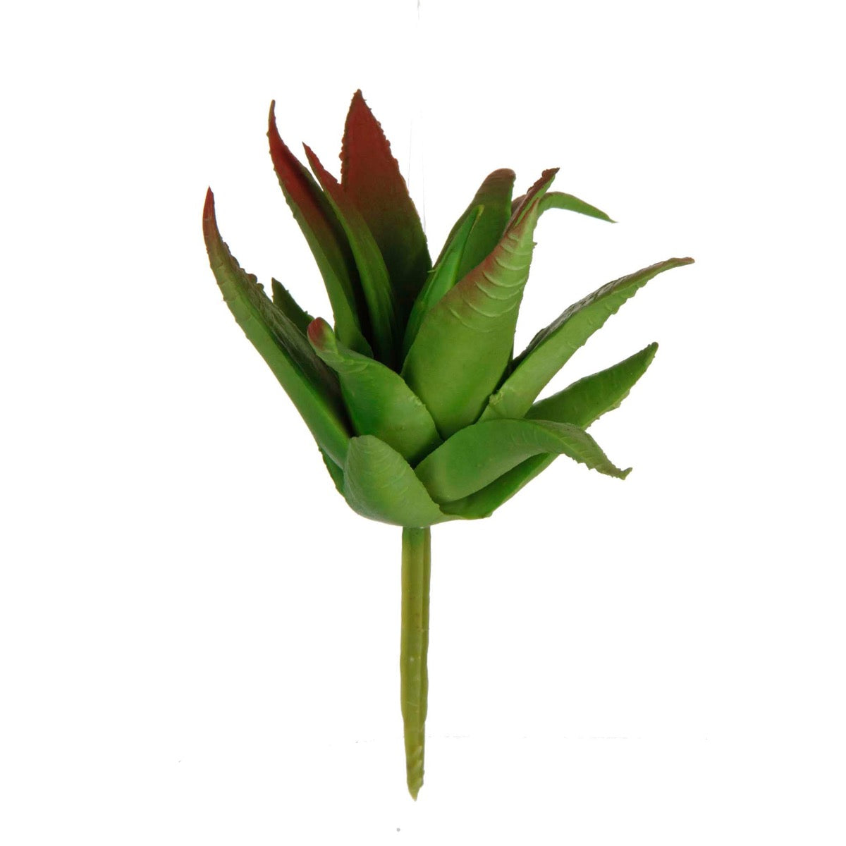 Cactus Chico Sin Maceta 1pz 10cm | Fantasias Miguel – Fantasías Miguel