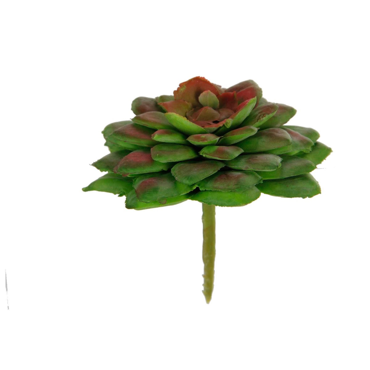 Cactus Chico Sin Maceta 6.5cm | Fantasias Miguel – Fantasías Miguel