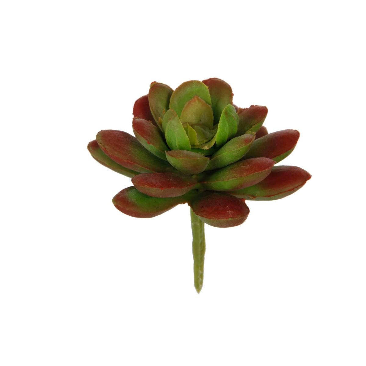 Cactus Chico Sin Maceta 7cm | Fantasias Miguel – Fantasías Miguel