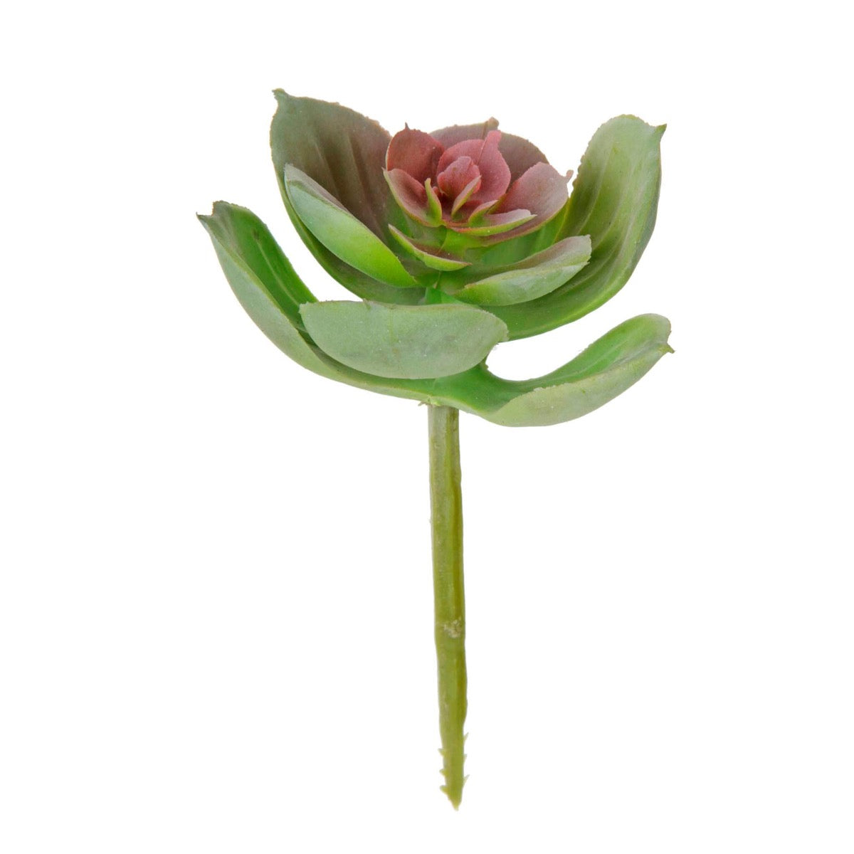 Cactus Chico Sin Maceta 9.5cm | Fantasias Miguel – Fantasías Miguel